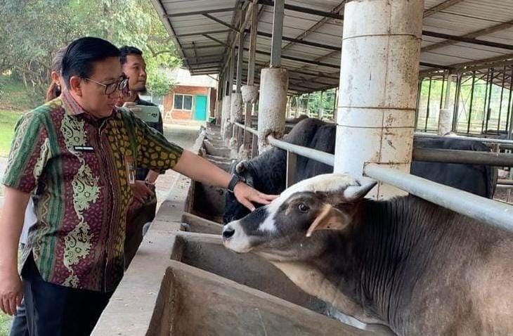 Sapi GAMA, Inovasi Genetik Persembahan UGM – Swasta, Didukung Penuh ...